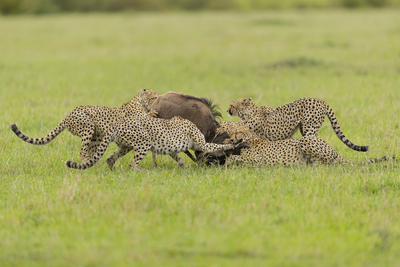 Sony BBC Earth | Earth In Focus | Winner Image Details