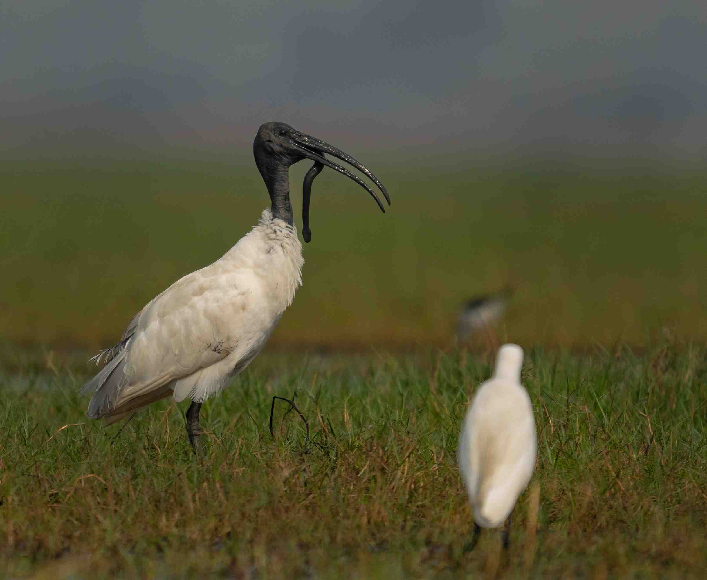 Sony BBC Earth | Earth In Focus | Gallery Image Details